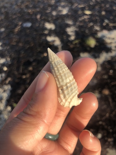 Genus Rhinoclavis · iNaturalist United Kingdom