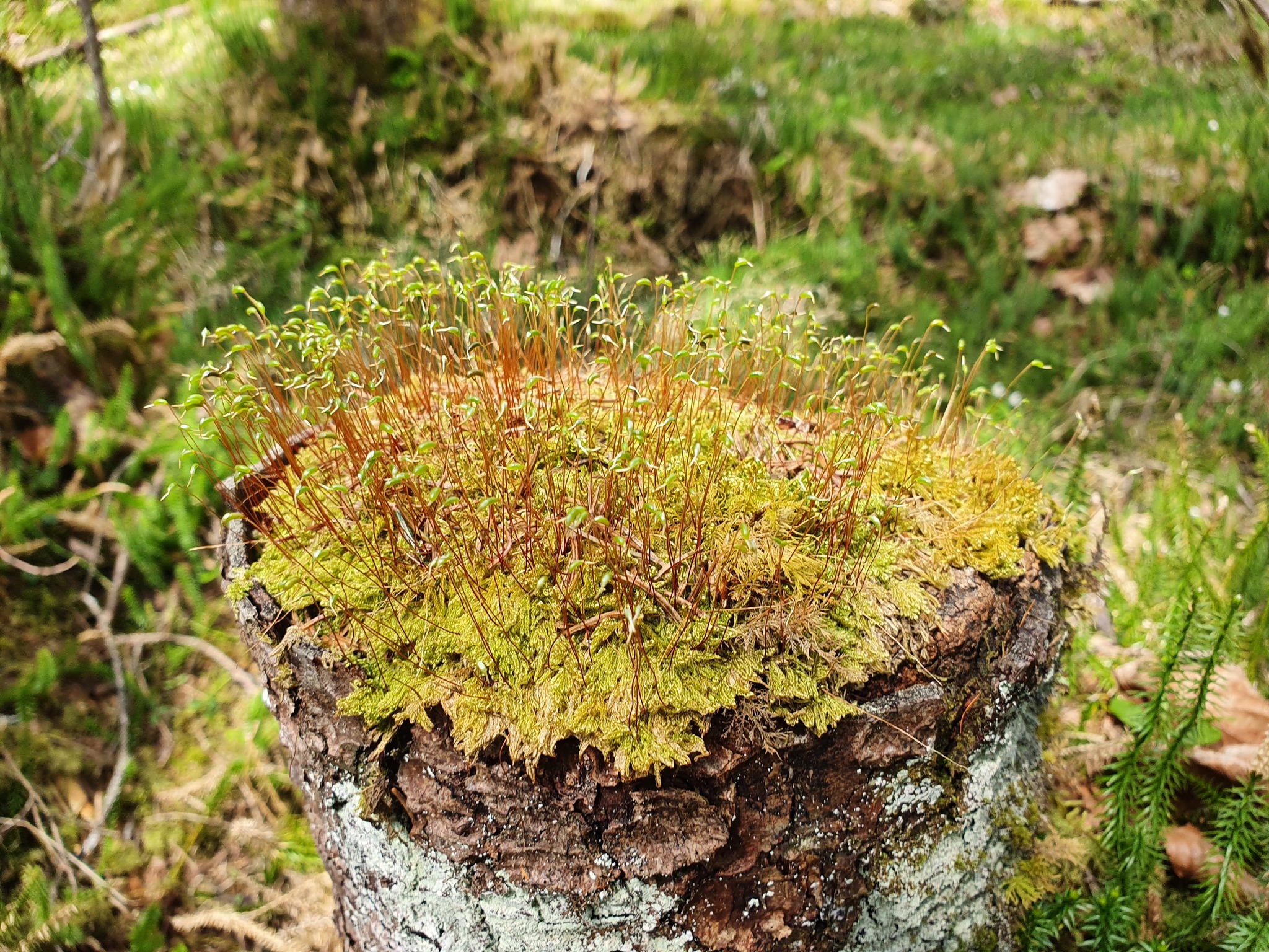 Pseudohygrohypnum fertile (Sendtn.) Jan Kučera & Ignatov