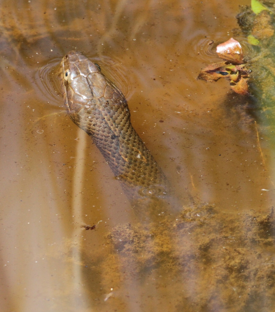 Northern Watersnake in June 2022 by jugbayjs · iNaturalist