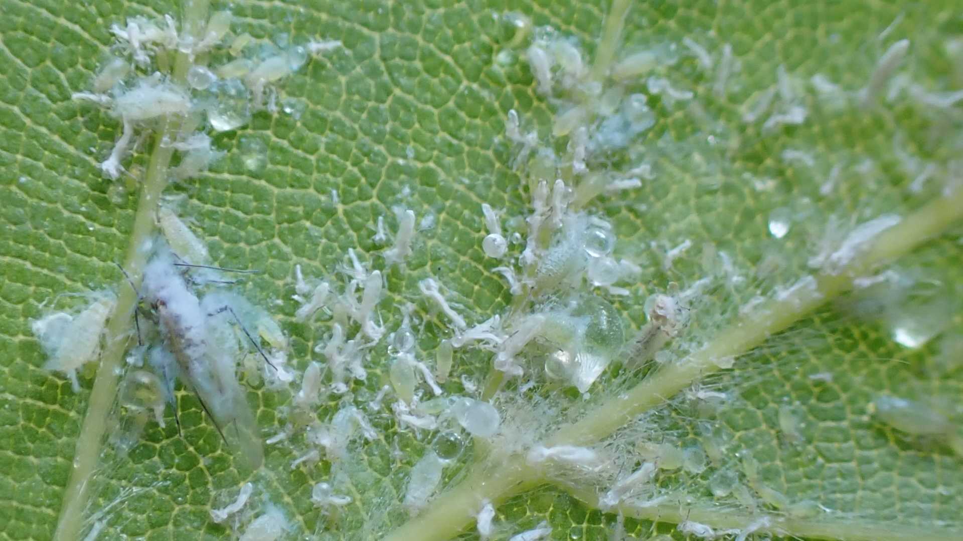 Phyllaphis fagi (Linnaeus, 1761)