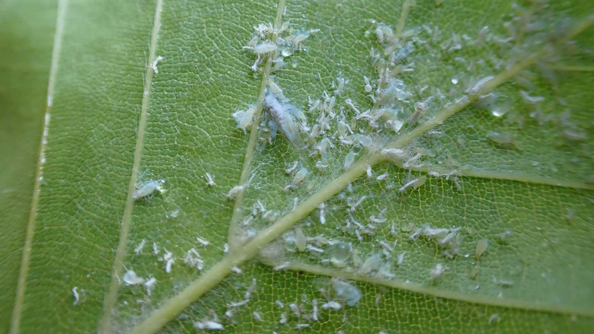 Phyllaphis fagi (Linnaeus, 1761)