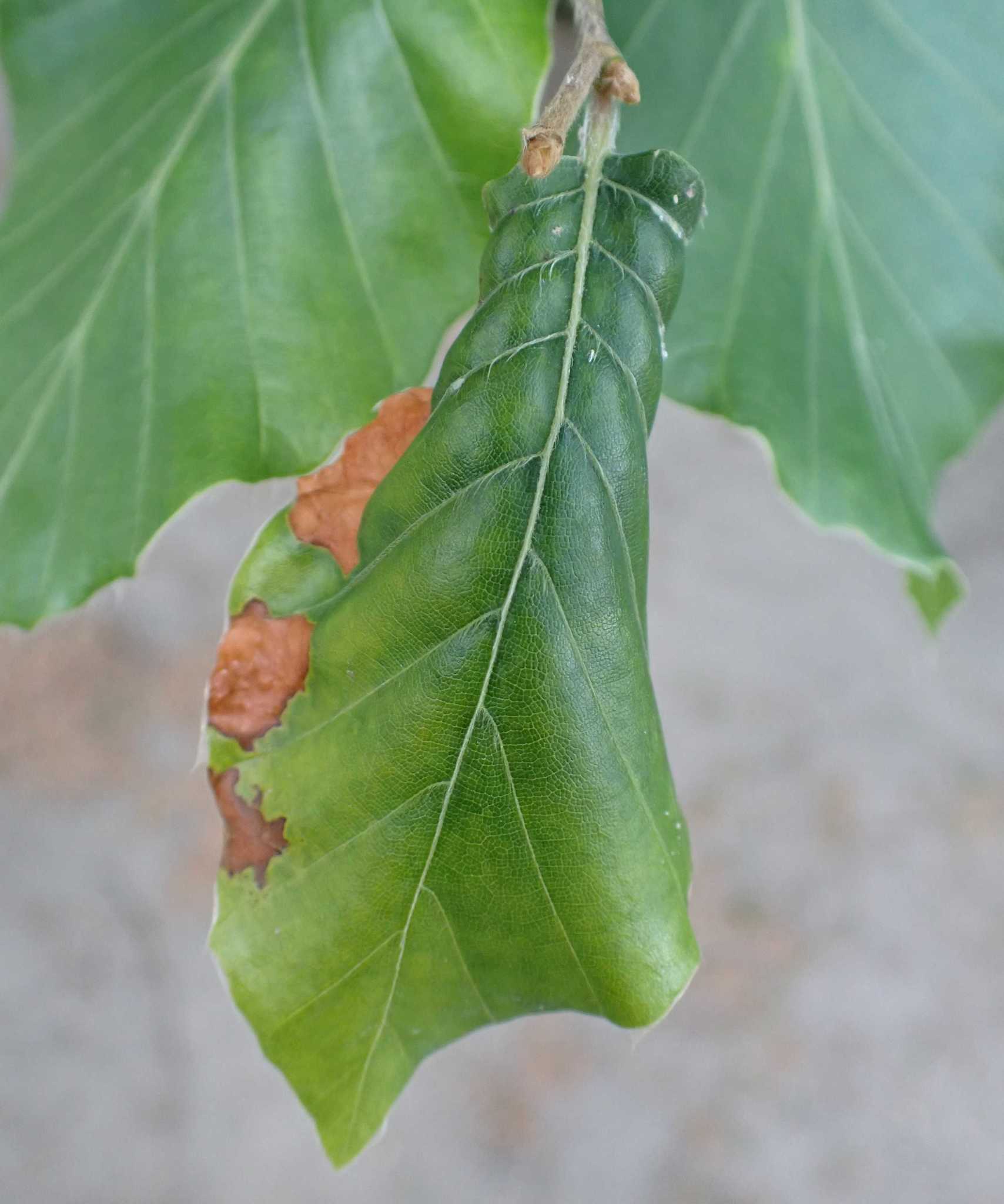 Phyllaphis fagi (Linnaeus, 1761)