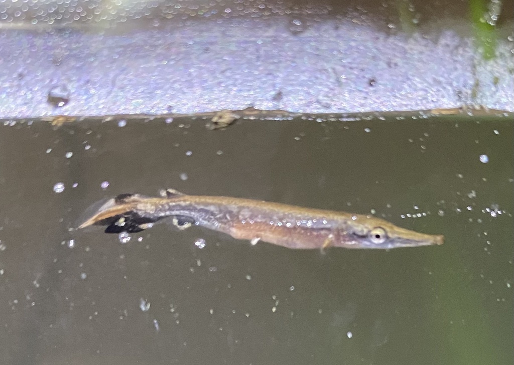 Longnose Gar from Burwell Rd, Clarksville, VA, US on June 7, 2022 at 11 ...