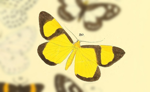 Celerena spreta · iNaturalist