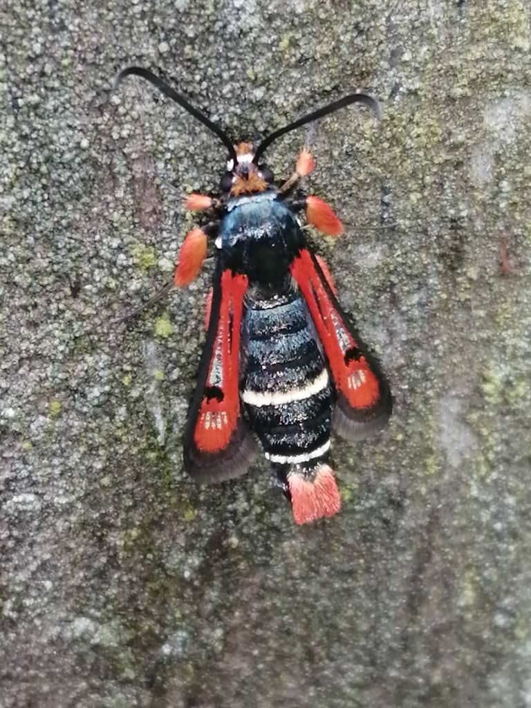 Fiery Clearwing from 36078 Valdagno VI, Italia on June 7, 2022 at 05:45 ...