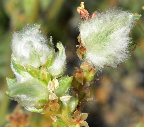 Aceria barroisi · iNaturalist