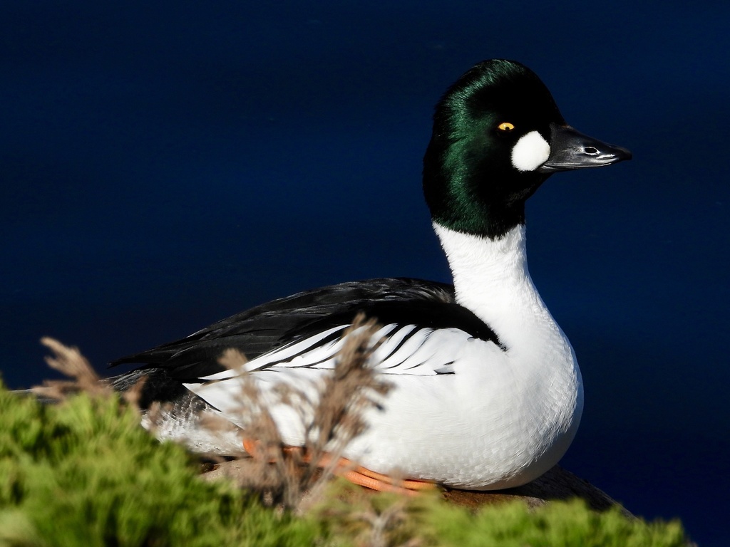 Common Goldeneye (Birds of Rosewood Nature Study Area) · iNaturalist