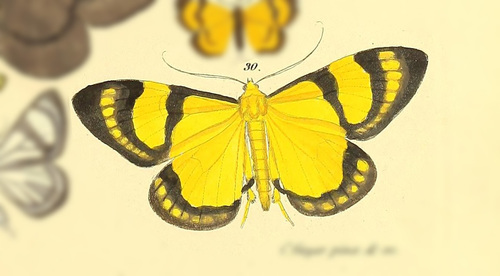 Celerena mutata · NaturaLista Colombia