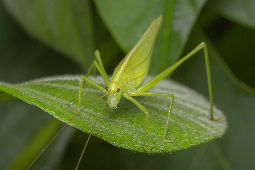 Elimaea subcarinata from Yio Chu Kang, Singapore on June 7, 2022 at 09: ...