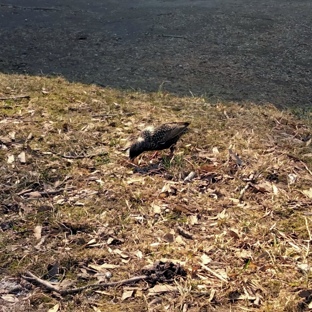 European Starling from Raionna likarnia, Khmel'nyts'kyi, Khmel'nyts'ka ...