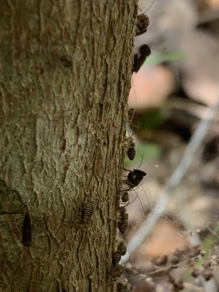 Tree Cattle from Port Lavaca, TX, US on June 07, 2022 at 11:13 AM by ...