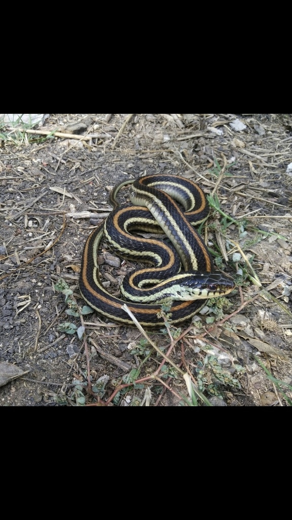Texas Garter Snake in August 2021 by holland · iNaturalist