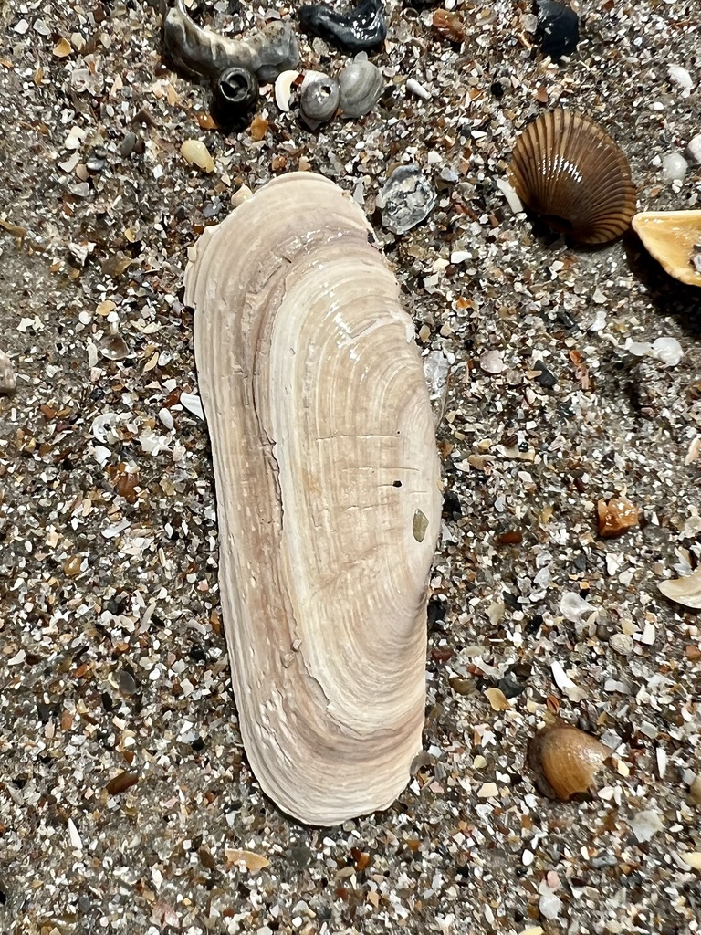 Stout Tagelus from North Atlantic Ocean, SC, US on June 7, 2022 at 10: ...