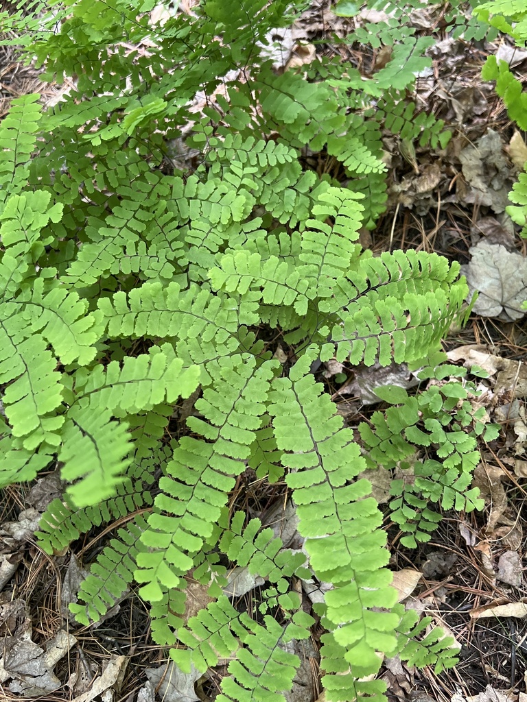 northern maidenhair fern from Biscuit Hill Way, Woodstock, VT, US on ...