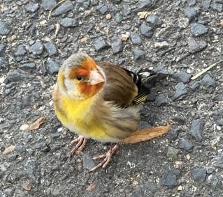 Finches, Euphonias, and Allies from Alexandra Park Road, London ...