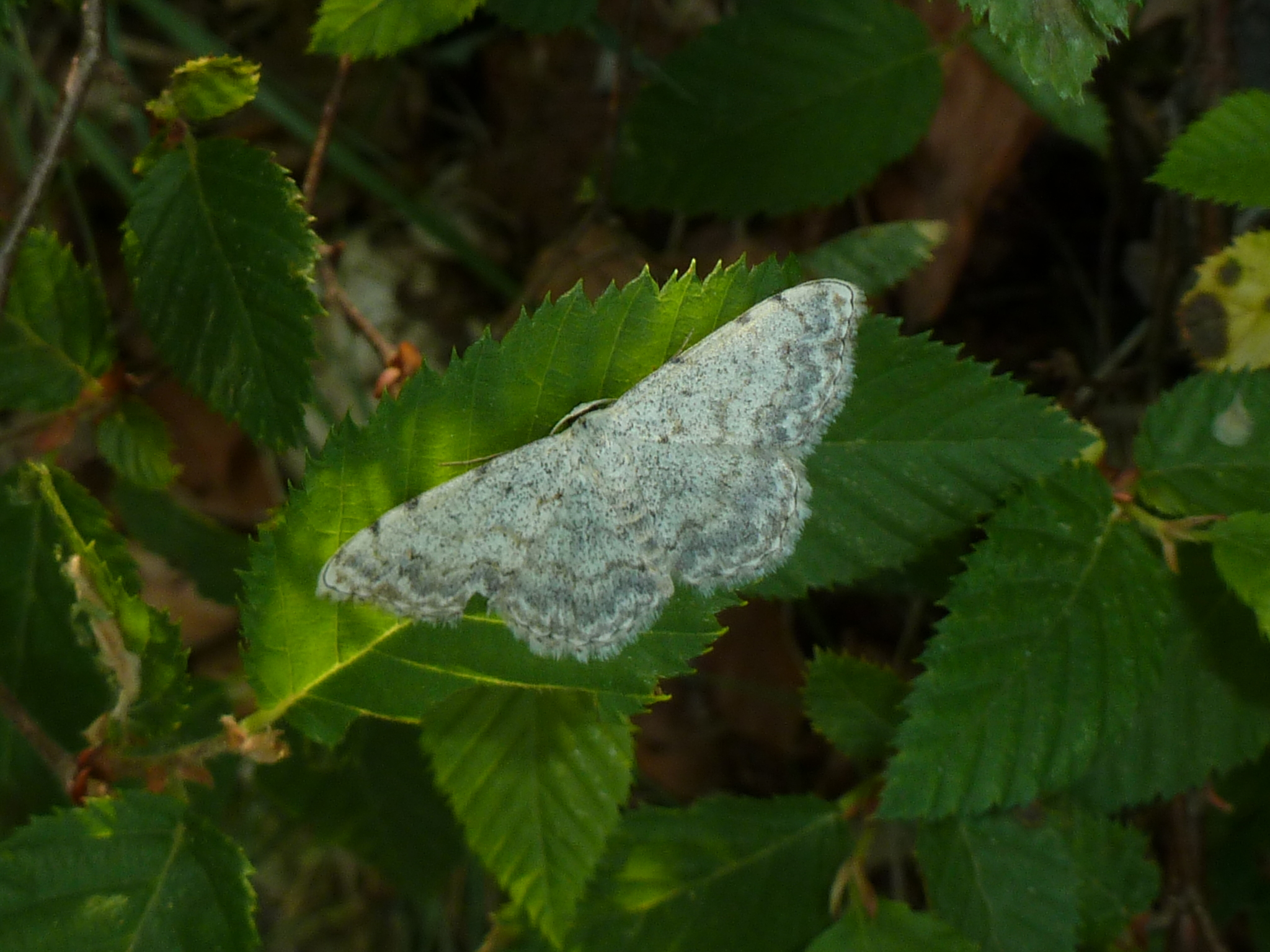 Scopula submutata (Treitschke, 1828)