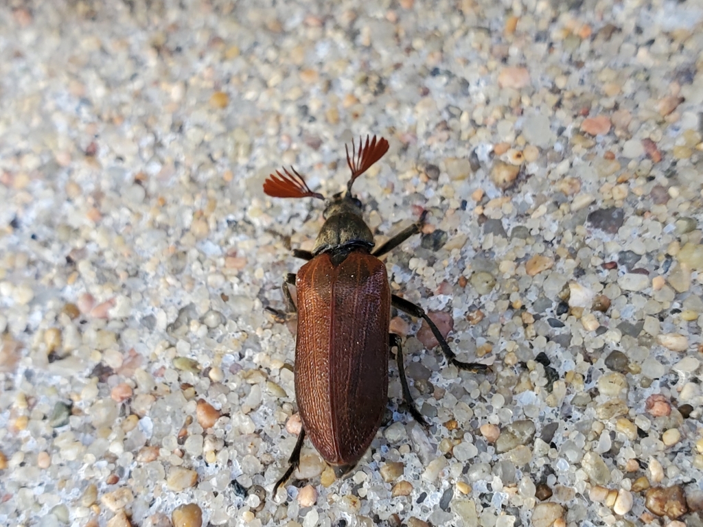 Cedar Beetle from Columbus, NE 68601, USA on October 05, 2019 at 05:11 ...
