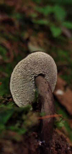 Neosarcodon quercophilus · iNaturalist