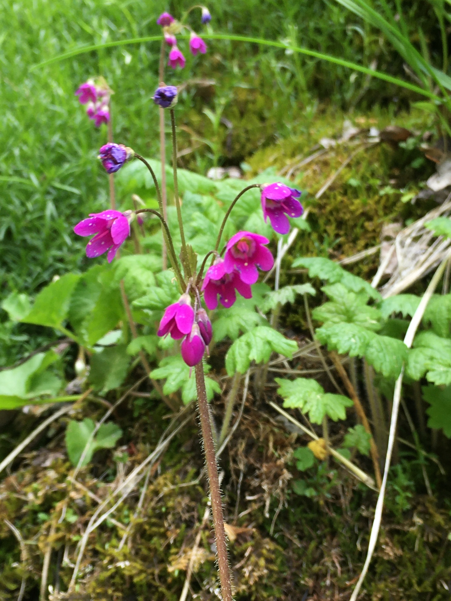 Primula matthioli K.Richt.
