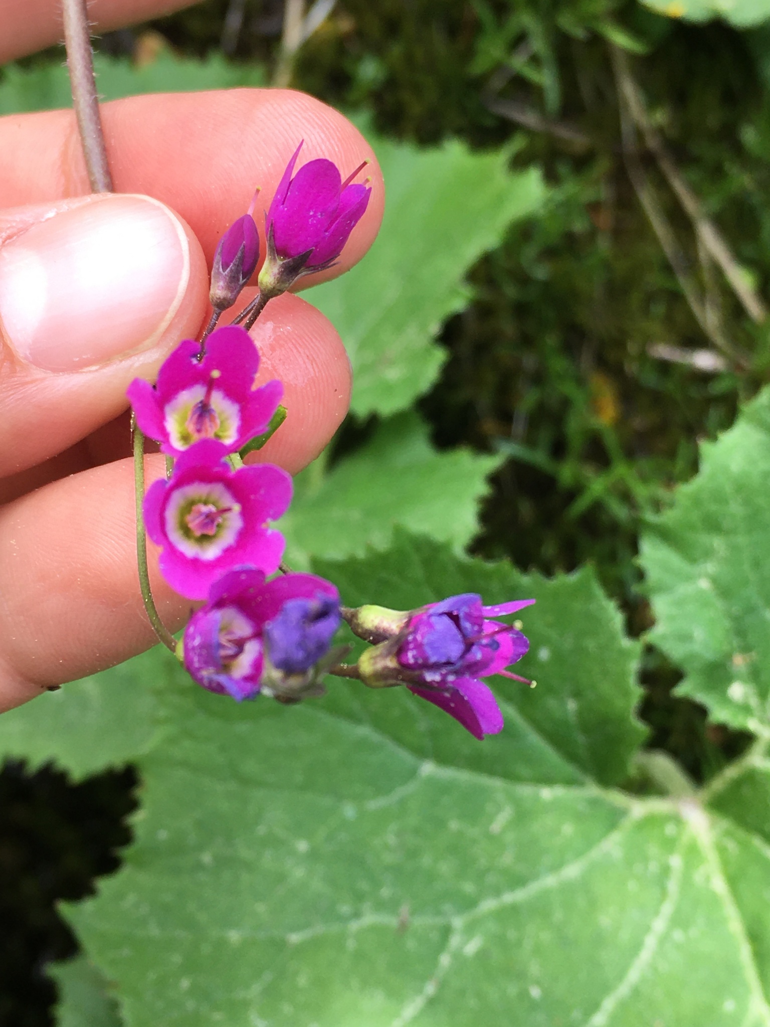 Primula matthioli K.Richt.