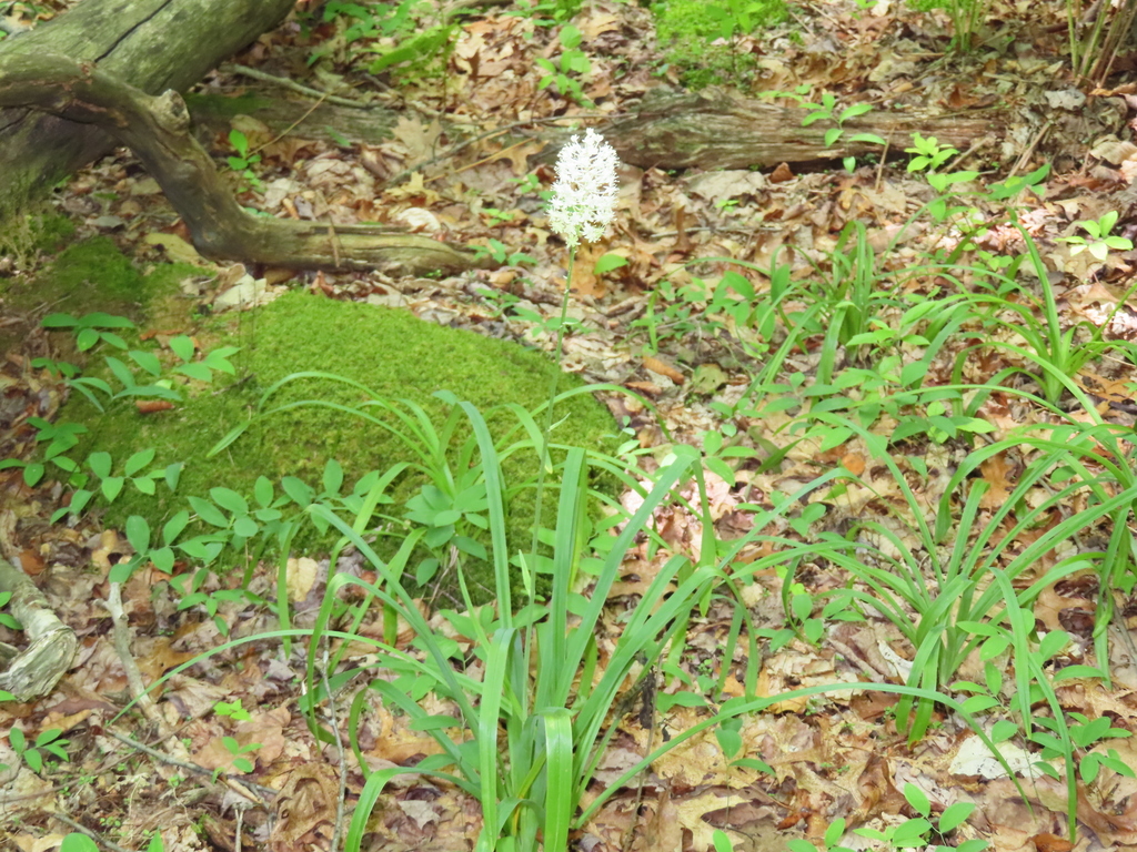 fly poison in June 2022 by lkeifer. One plant blooming, several others ...
