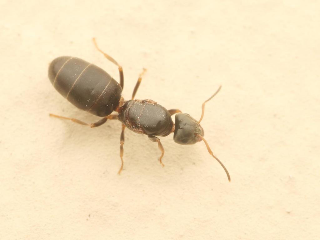 Brown Tree Ant from Güntzelkiez, Berlin, Germany on June 06, 2022 at 04 ...