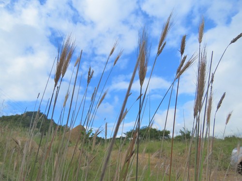 Loudetia densispica · iNaturalist