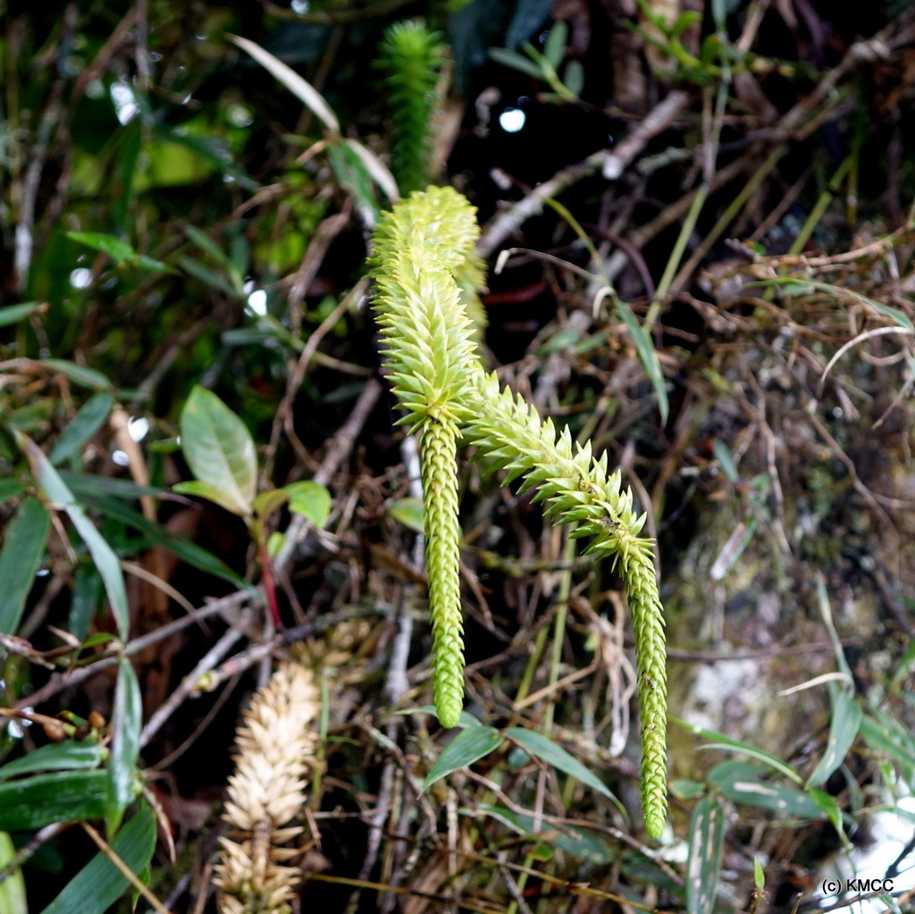 (Phlegmariurus megastachyus) - Botanical Realm