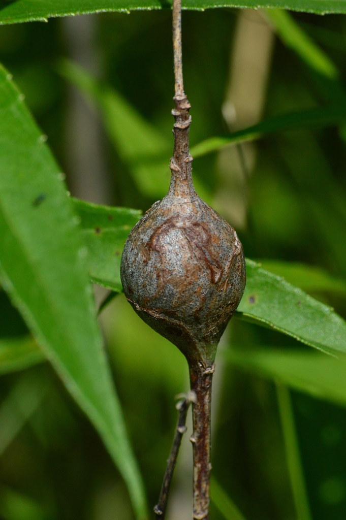 Goldenrod Gall Fly (Como Woodland Outdoor Classroom) · iNaturalist