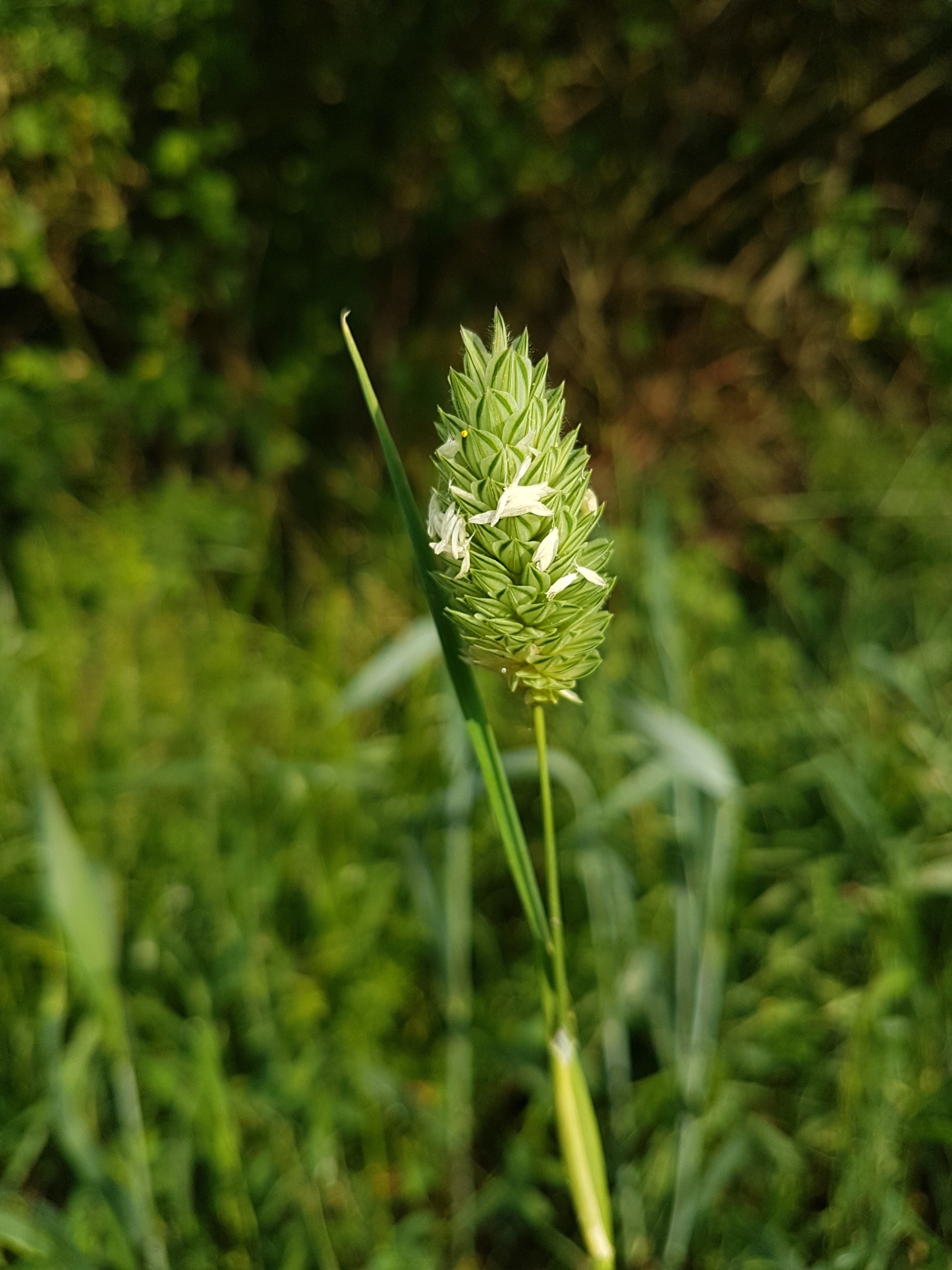 Phalaris Canariensis