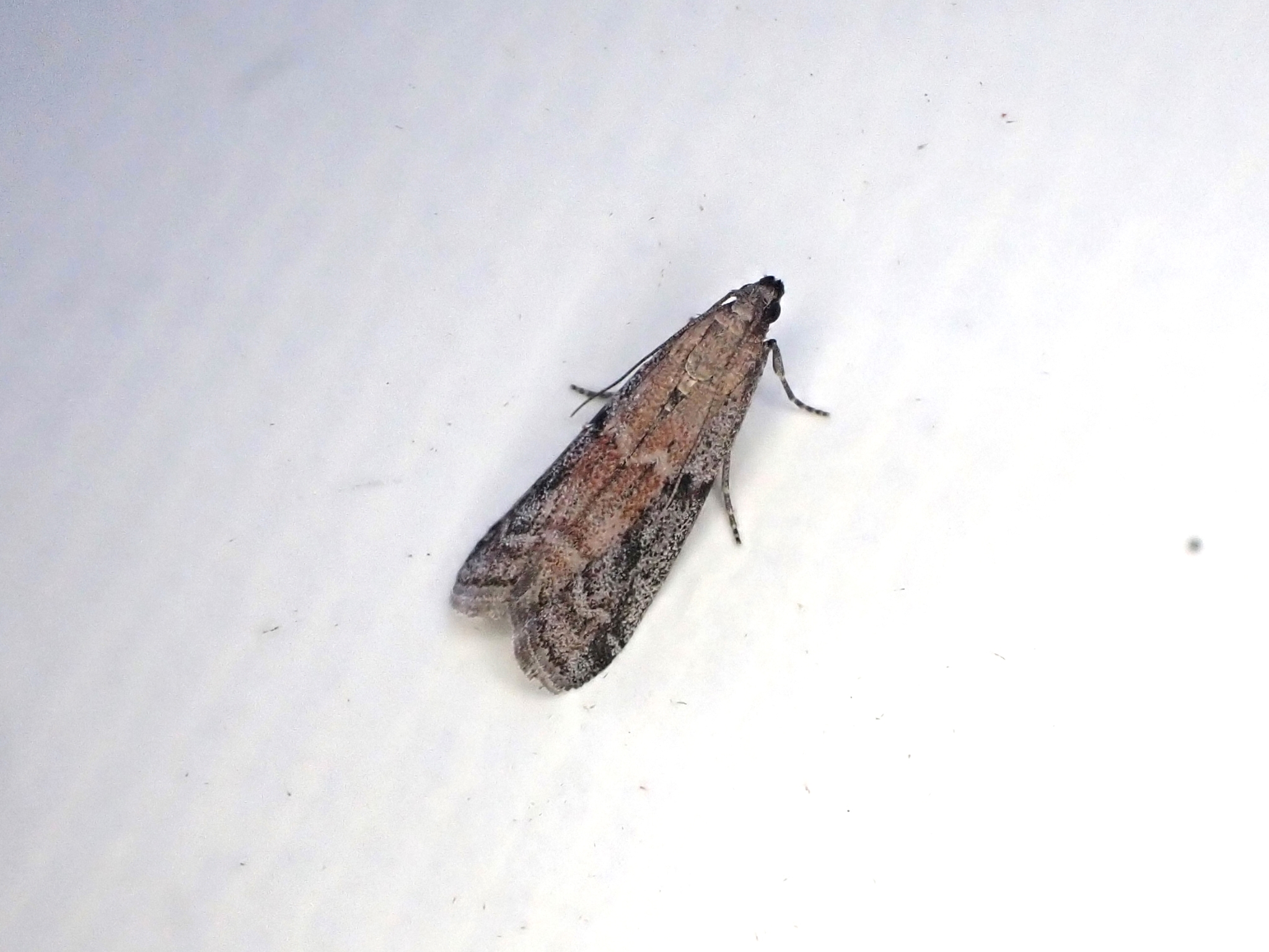 Ephestia kuehniella Zeller, 1879