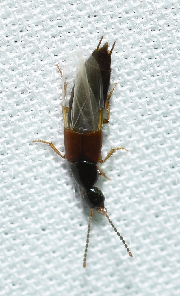 Philonthina in June 2022 by Chrissy McClarren and Andy Reago · iNaturalist