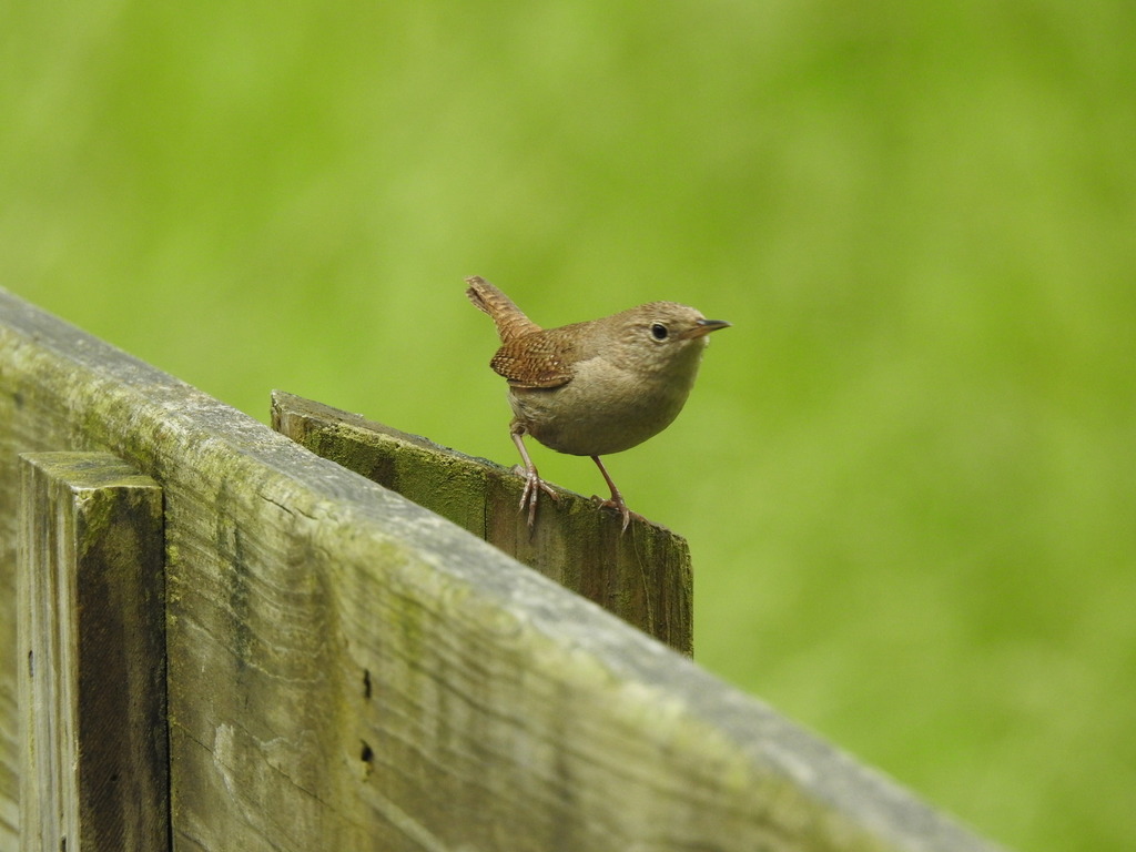 House Wren from Stark County, OH, USA on June 07, 2022 at 12:41 PM by ...
