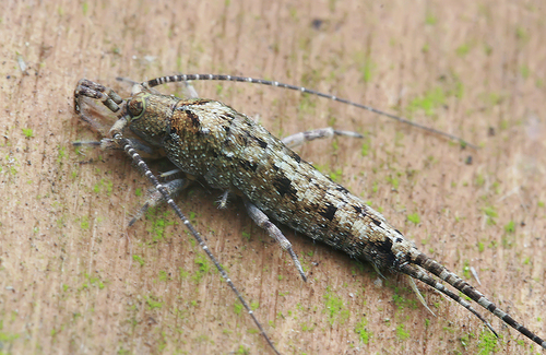 Lepismachilis notata · iNaturalist United Kingdom