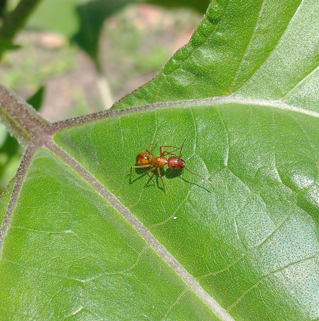 Chestnut Carpenter Ant from Lawrence, KS, USA on June 7, 2022 at 11:56 ...