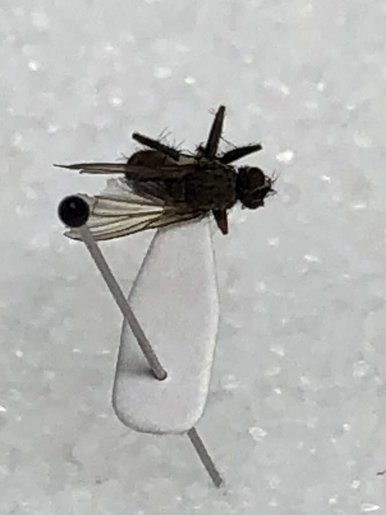 Calyptrate Flies from Penn State, State College, PA, US on June 07 ...