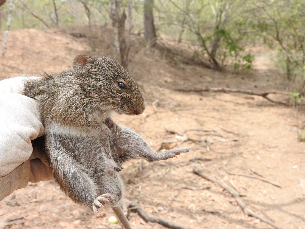 Allen's cotton rat in June 2022 by Emmanuel Miramontes · iNaturalist