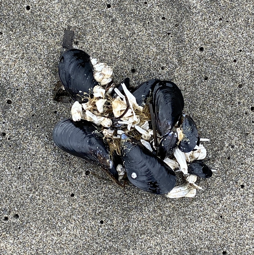Northern Bay Mussel from Benson Beach, Cape Disappointment State Park ...
