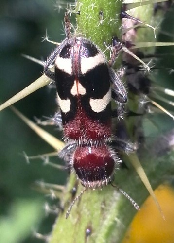 Enoclerus decussatus · iNaturalist