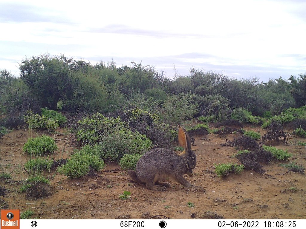 Riverine Rabbit from Central Karoo DC, South Africa on February 6, 2022 ...