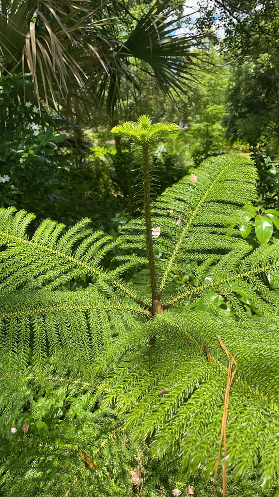 Eutacta from Winter Park on June 07, 2022 at 01:41 PM by cologne ...