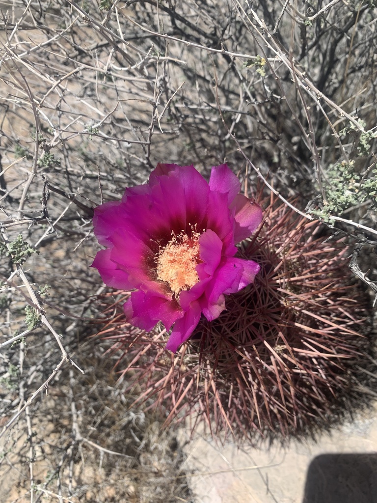 Johnson's Beehive Cactus from Logandale, NV, US on April 15, 2022 at 01 ...