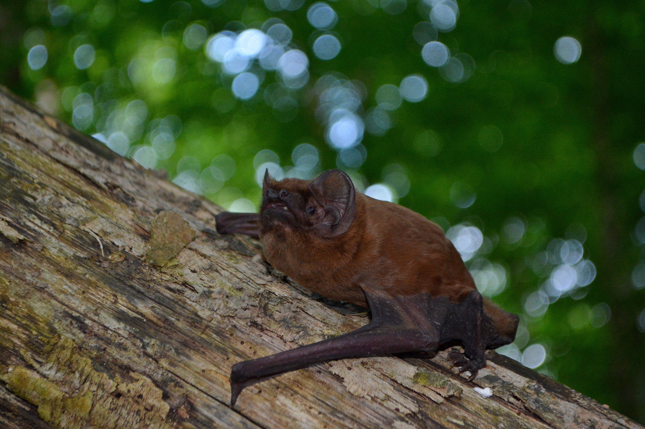 Nyctalus lasiopterus (Schreber, 1780)