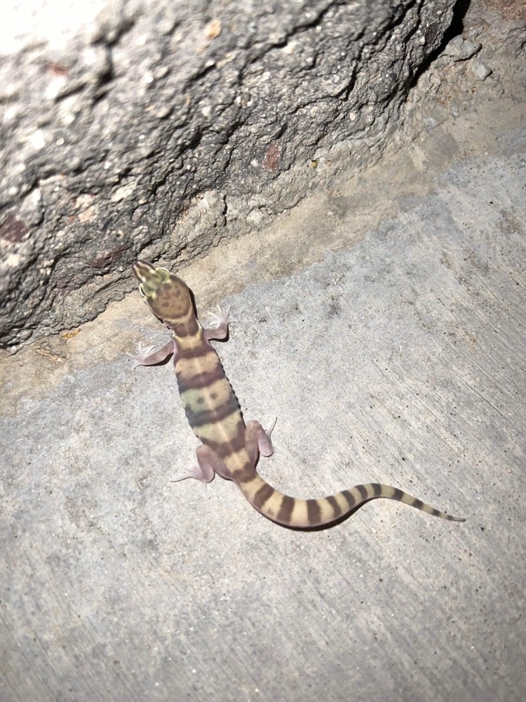 Coleonyx variegatus variegatus
