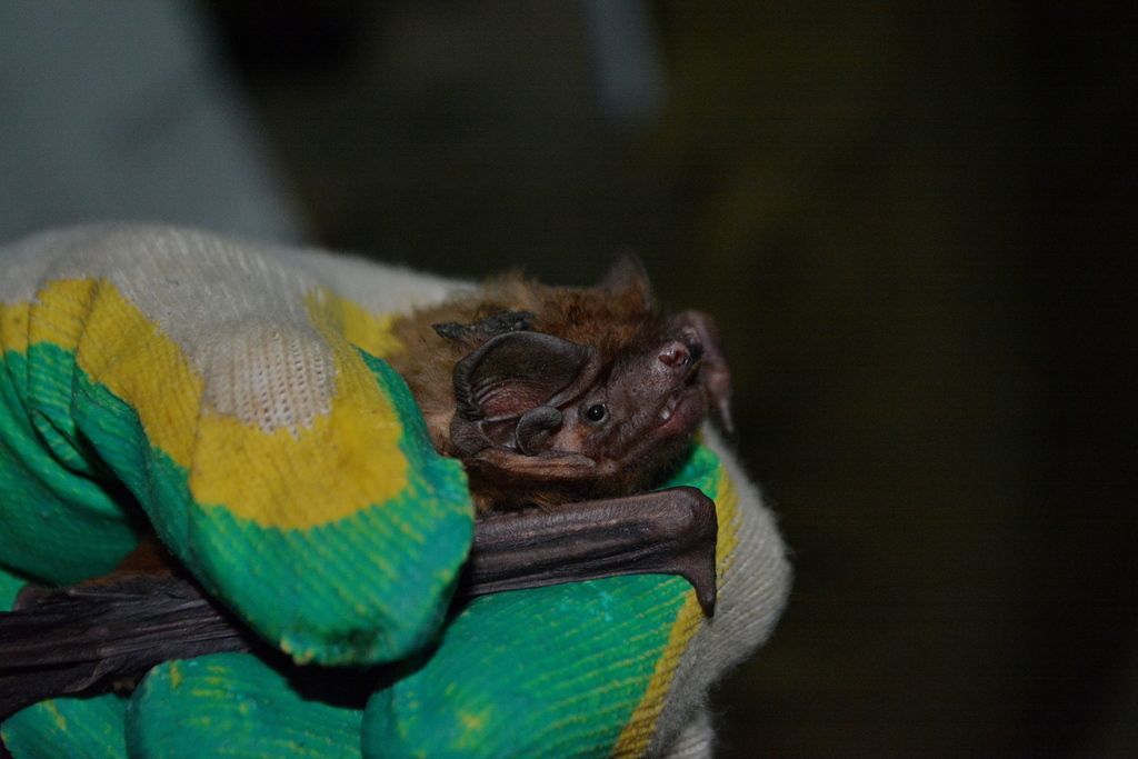 Giant Noctule in May 2022 by Yuzefovich Alexander · iNaturalist