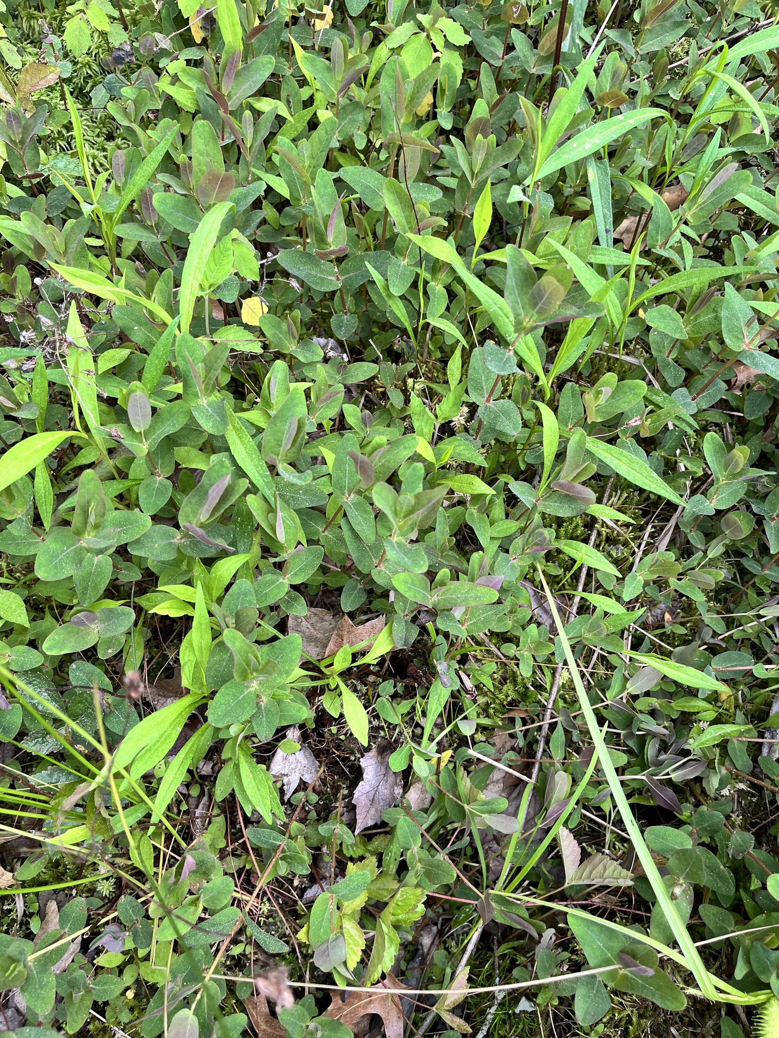 Hypericum virginicum L.