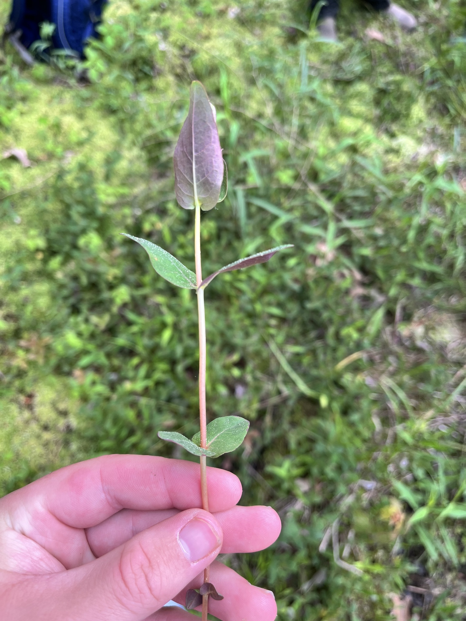Hypericum virginicum L.