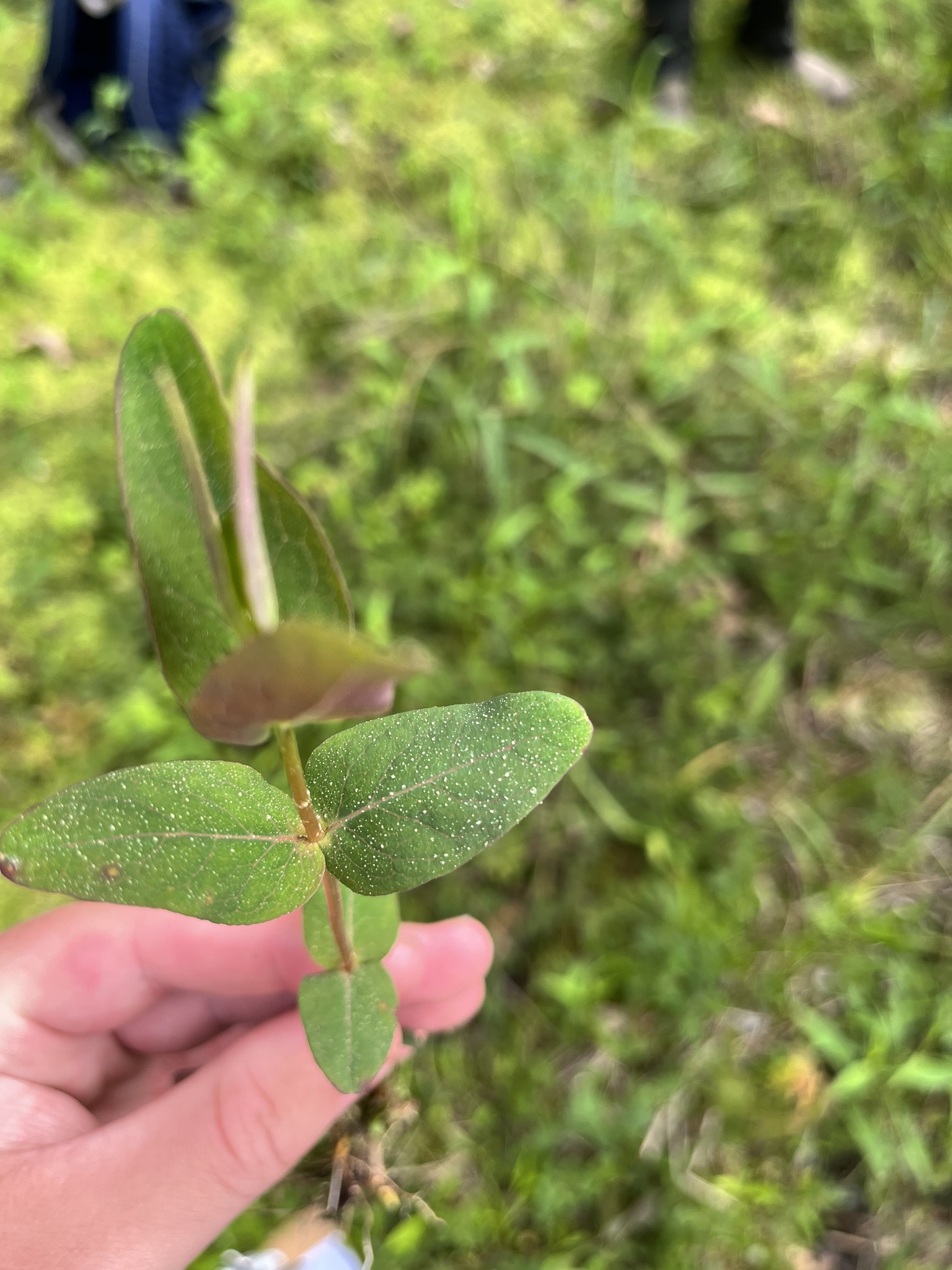 Hypericum virginicum L.