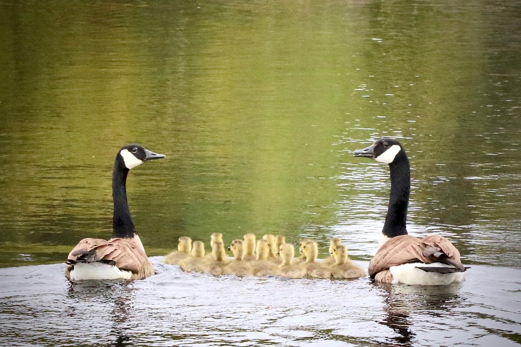 Canada Goose from St George, ME, USA on May 20, 2022 at 11:25 AM by ...