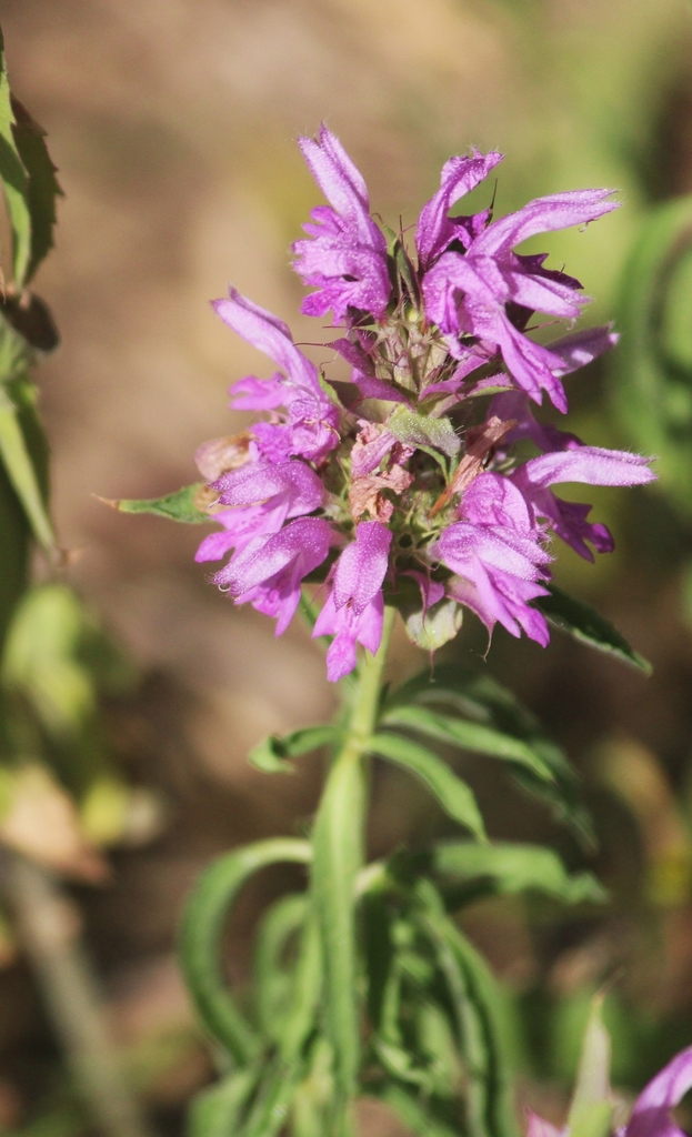 lemon beebalm from South Side, Corpus Christi, TX, USA on June 06, 2022 ...